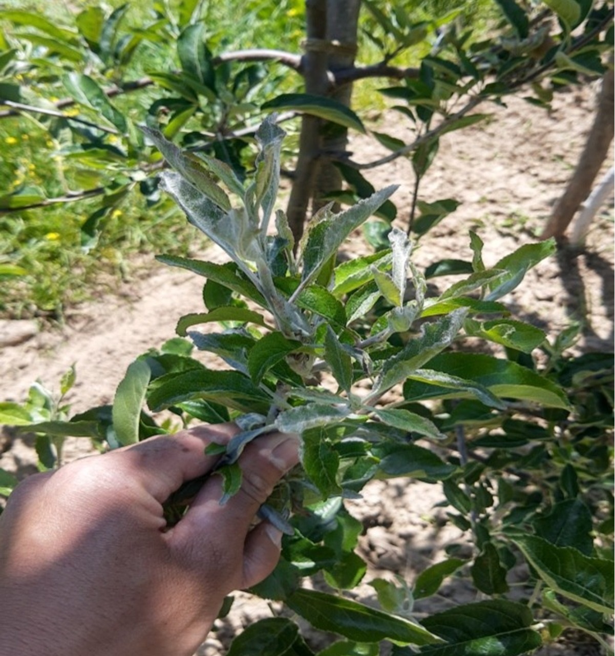 Dr YS Parmar University of Horticulture & Forestry