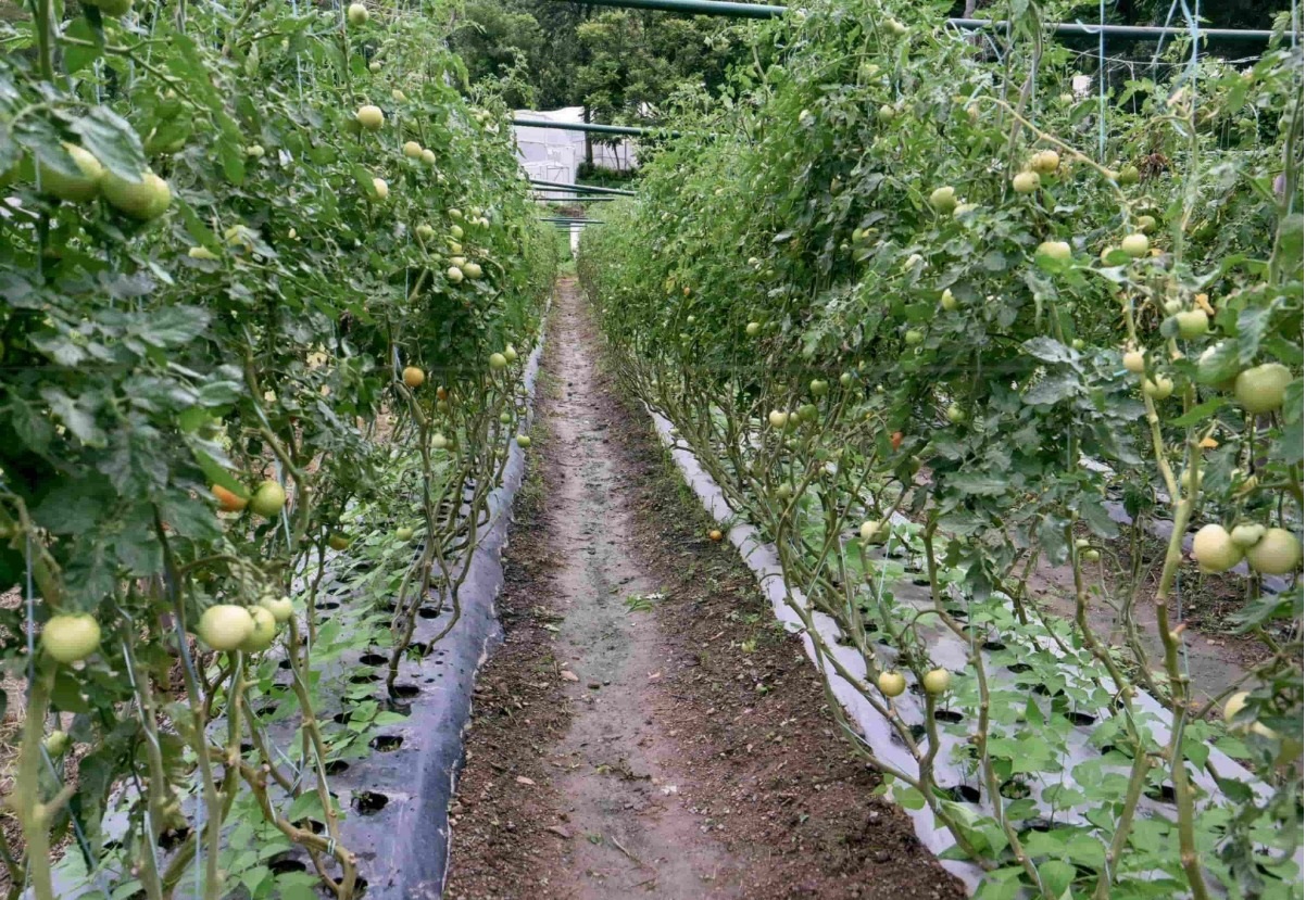 Dr YS Parmar University of Horticulture & Forestry