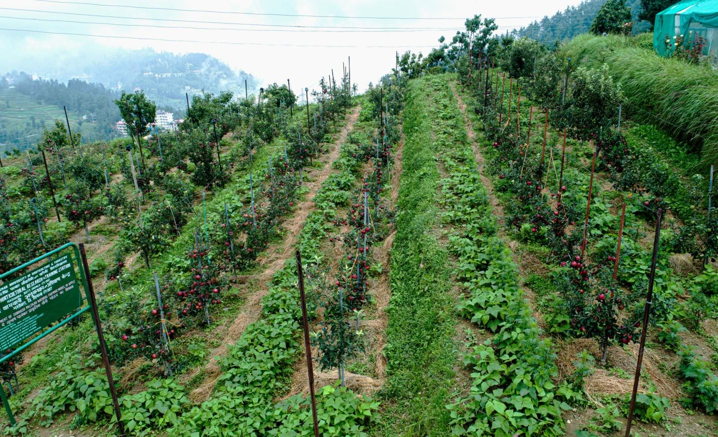 Dr YS Parmar University of Horticulture & Forestry