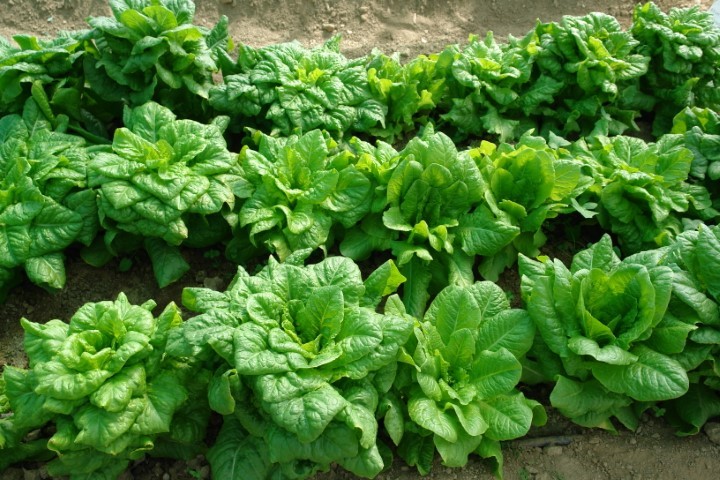 Dr YS Parmar University of Horticulture & Forestry